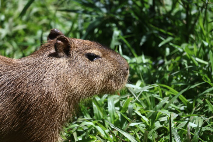 Capibaras rescatados ya se pueden visitar en el Zoave - Monumental ...