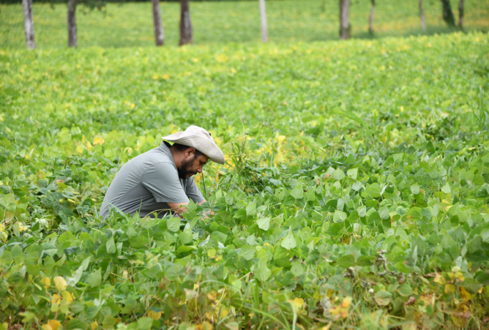 Productores de frijol reportan baja rentabilidad: 4 de cada 10 ganan ...